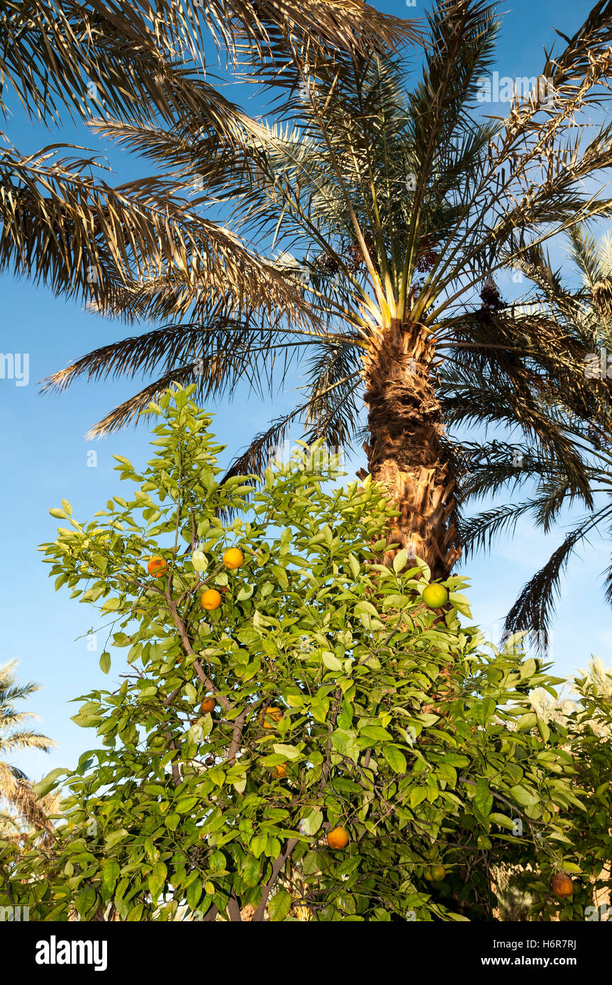 Palm tree in Zagora, Marocco Stock Photo - Alamy
