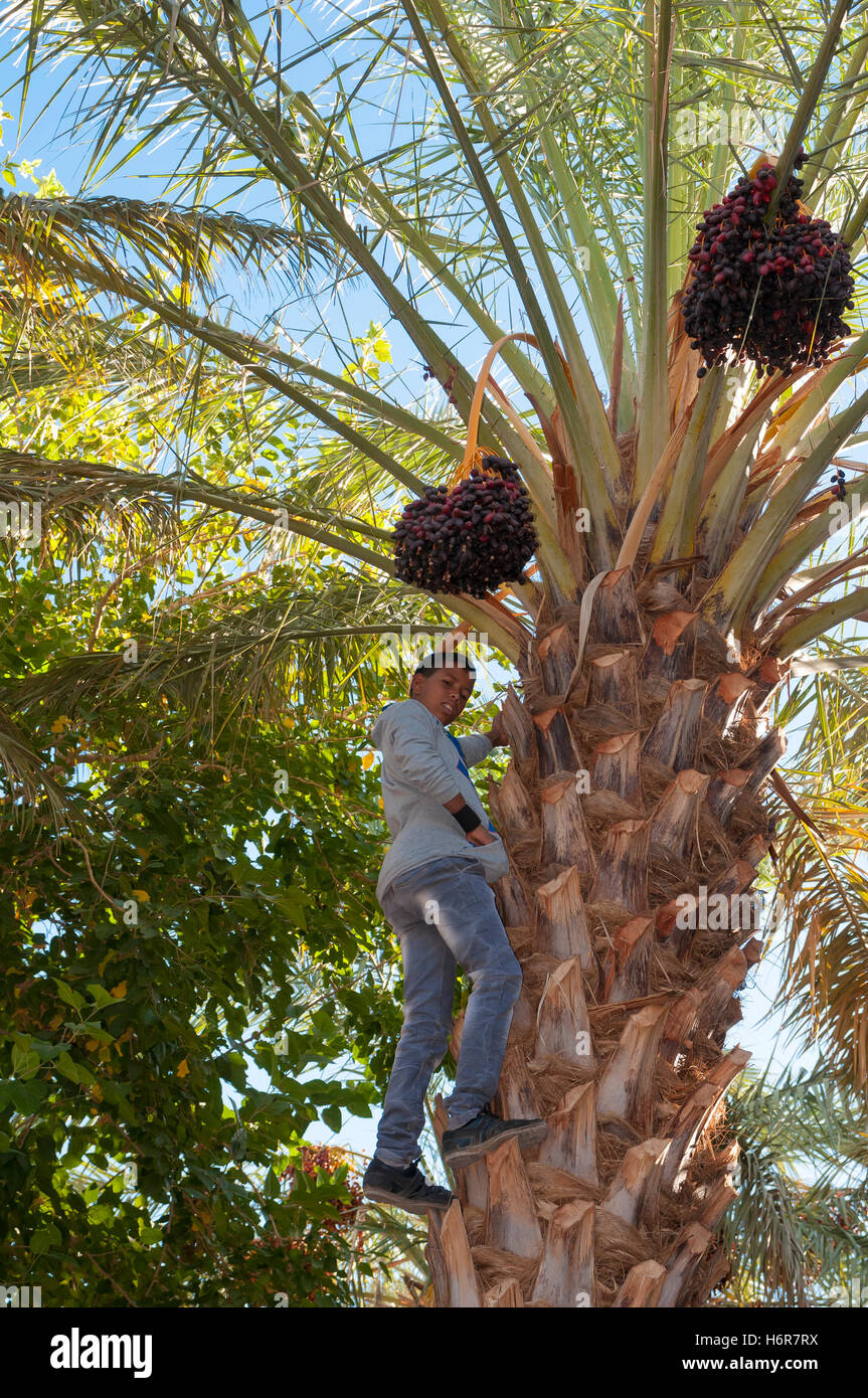Palm tree in Zagora, Marocco Stock Photo - Alamy