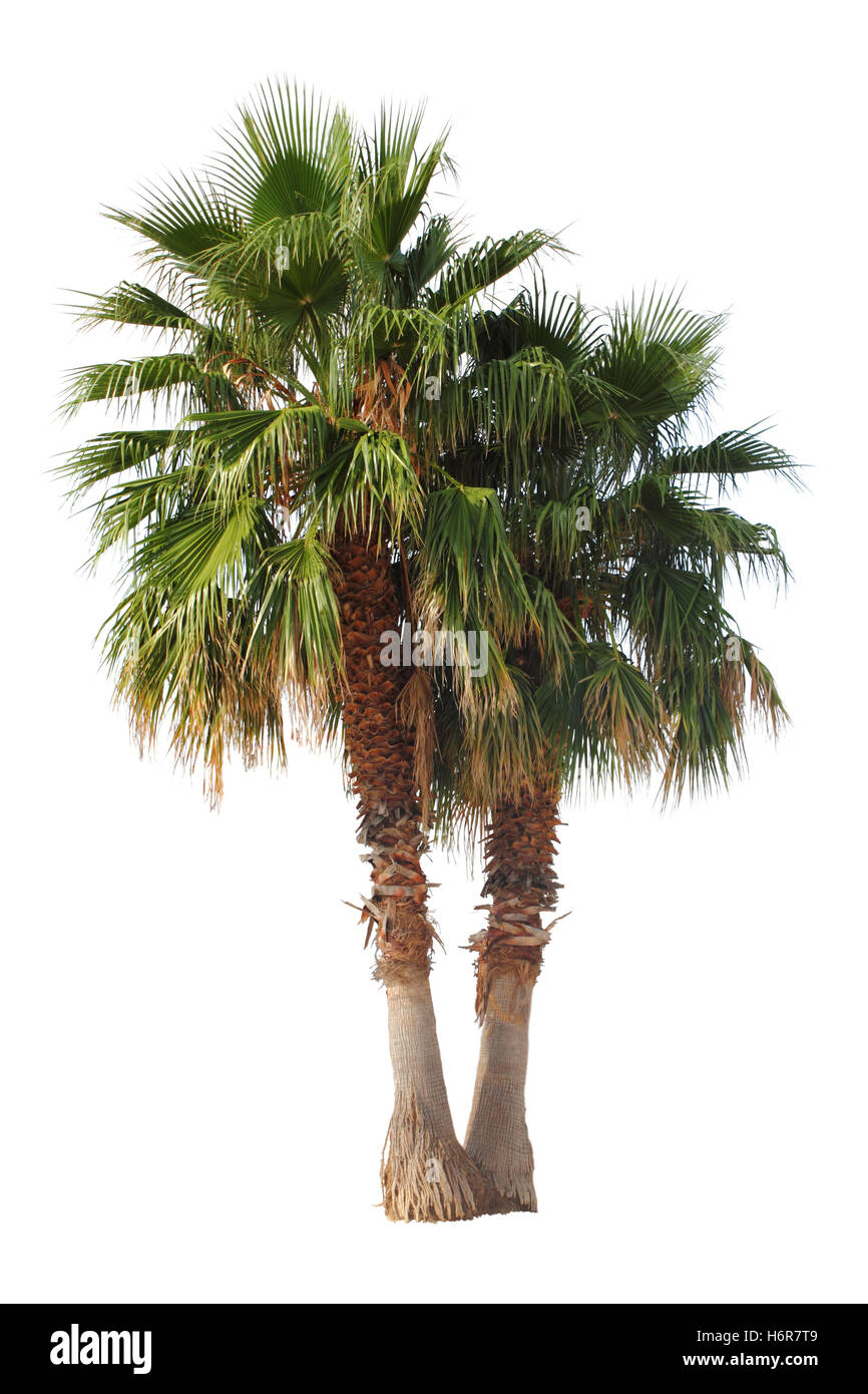 Green coco palm trees Cut Out Stock Images & Pictures - Alamy