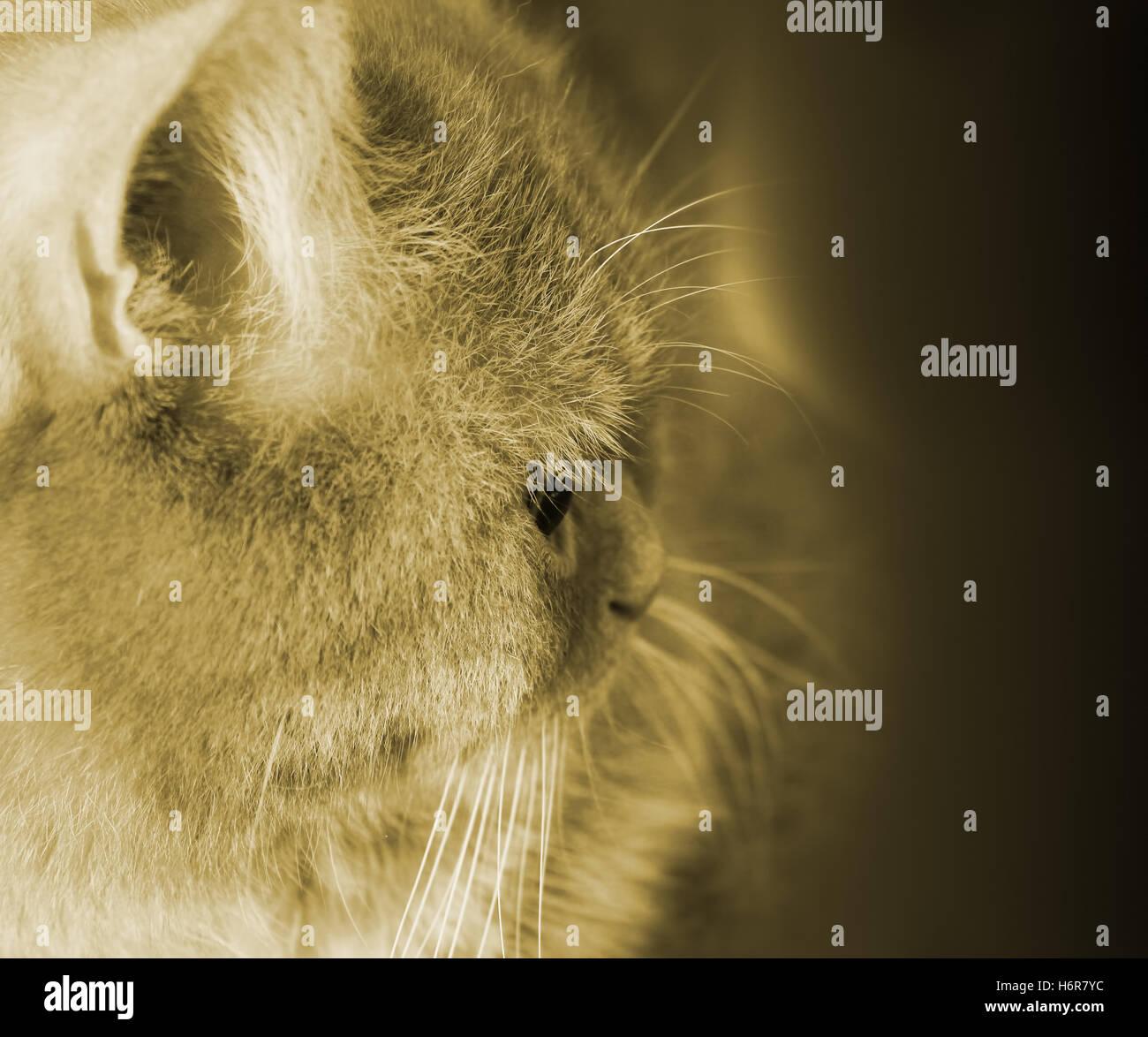 Small british animals hi-res stock photography and images - Alamy