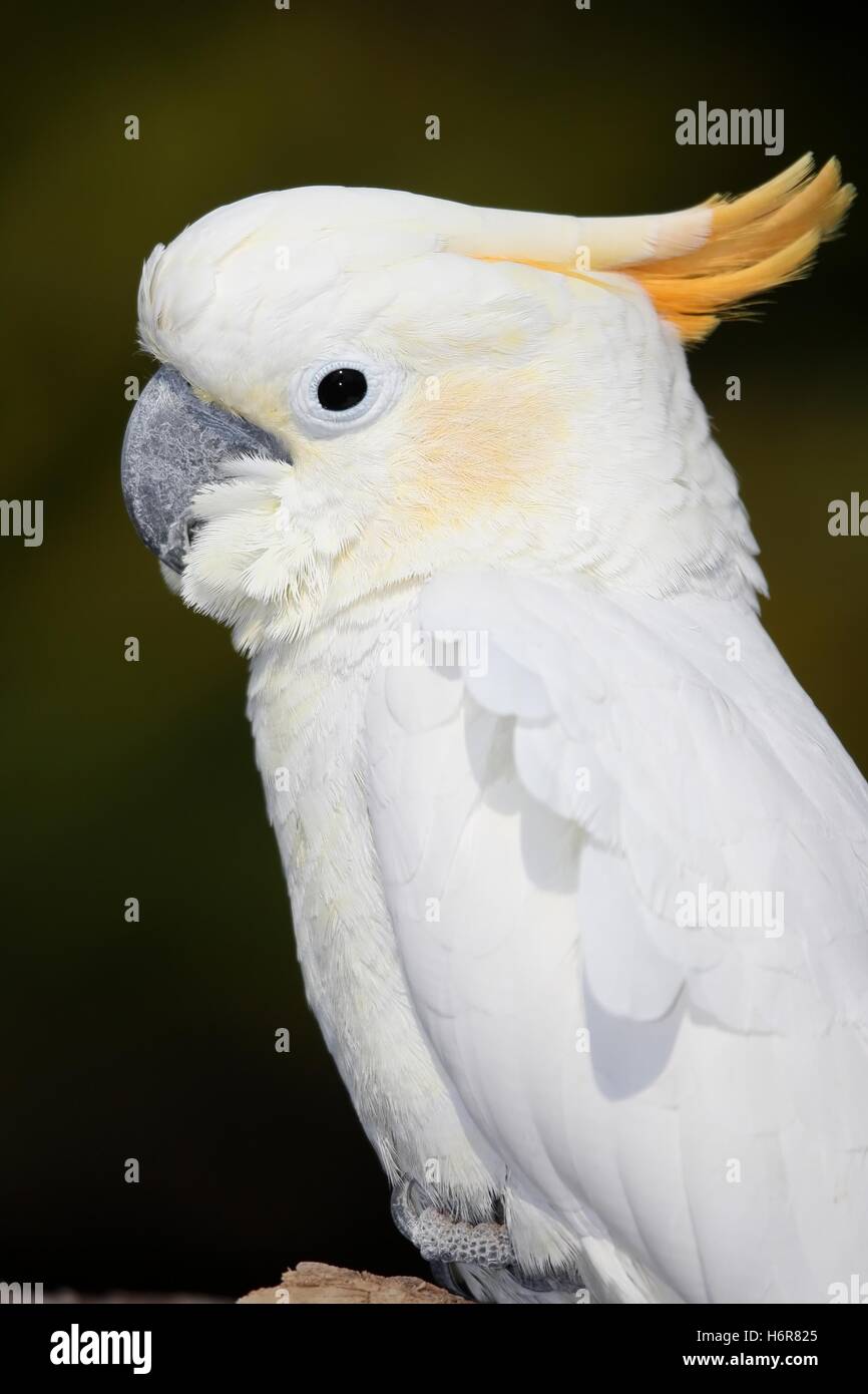 Very playful bird hi-res stock photography and images - Alamy