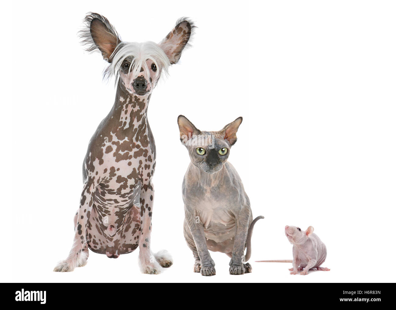 Mammal vertical animal animals hi-res stock photography and images - Alamy