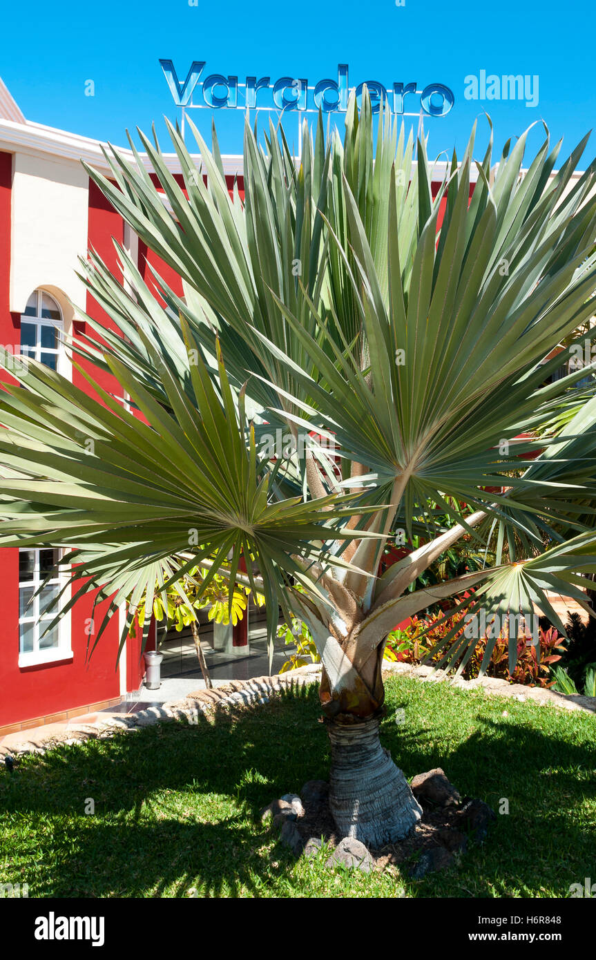 Palm tree in Barcelo Varadero hotel, Puerto de Santiago, Tenerife ...
