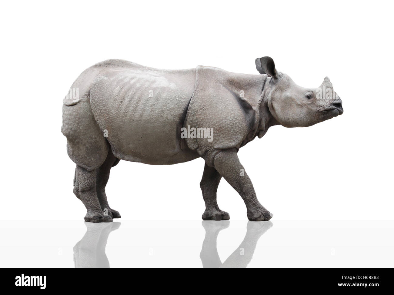 Rhinozerus hi-res stock photography and images - Alamy