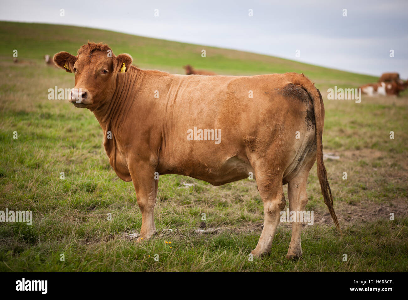Cattle Farm Animals Animals Livestock Alps High Resolution Stock ...