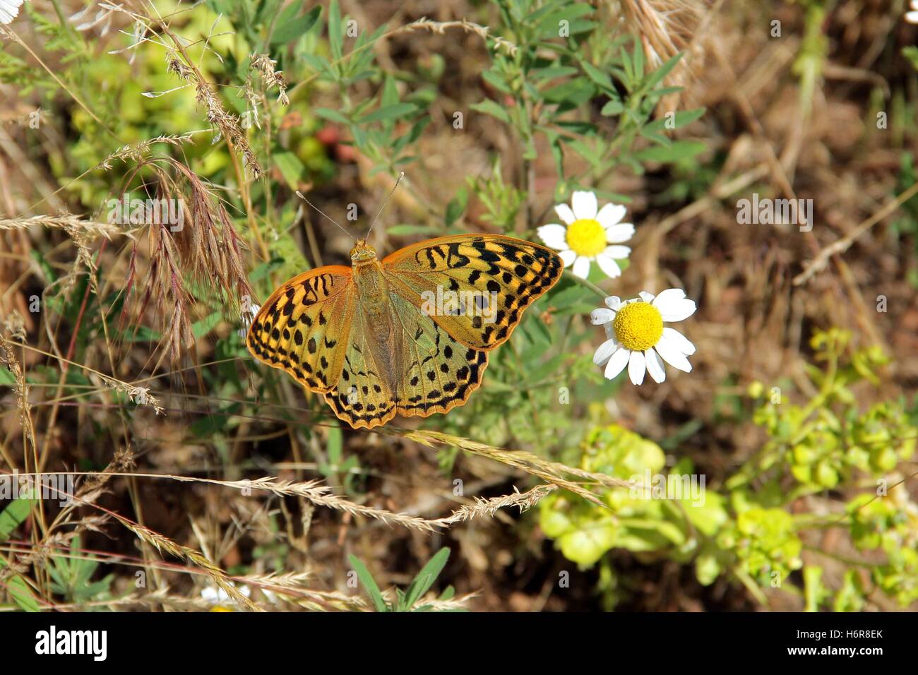 Cardinal butterfly hi-res stock photography and images - Alamy