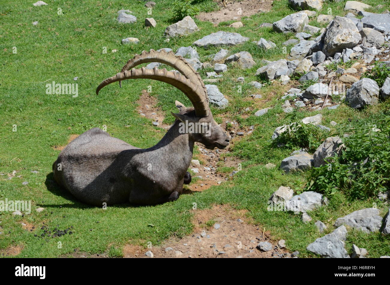 Mammals of the alps hi-res stock photography and images - Alamy