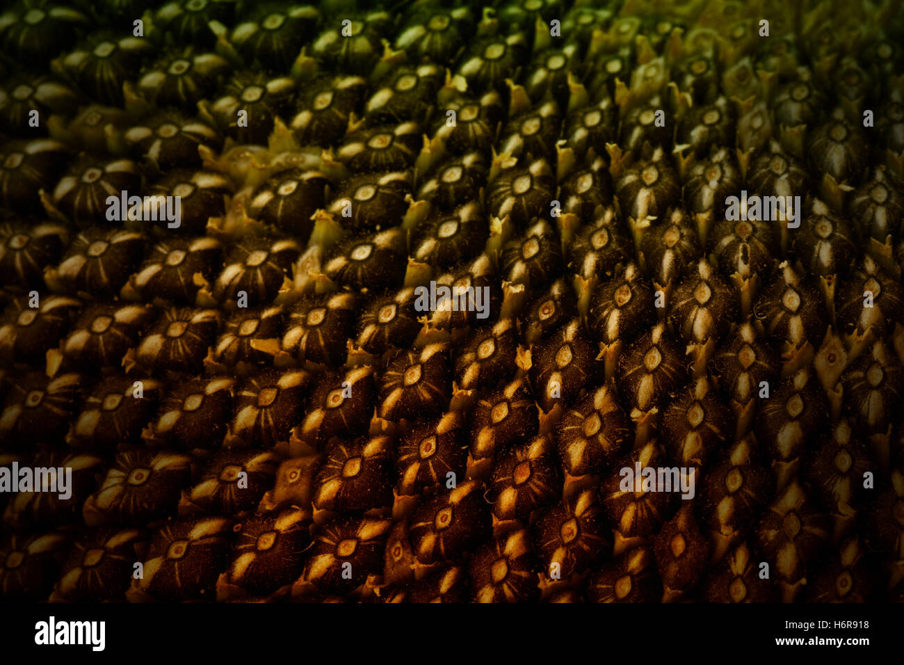 Large barren flowers hi-res stock photography and images - Alamy