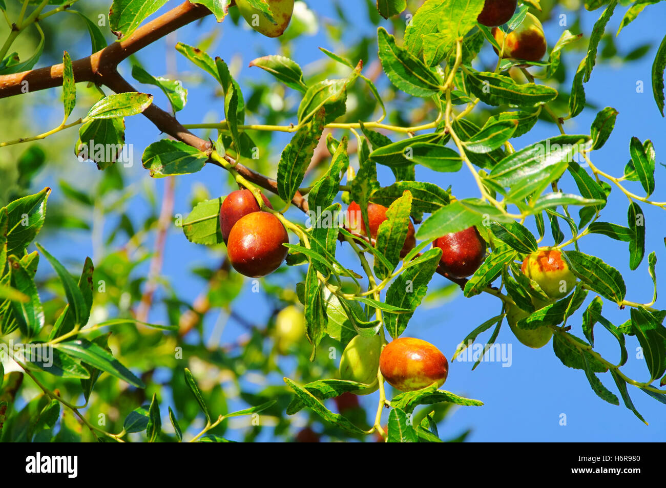 Ziziphus Tree Stock Photos & Ziziphus Tree Stock Images - Alamy
