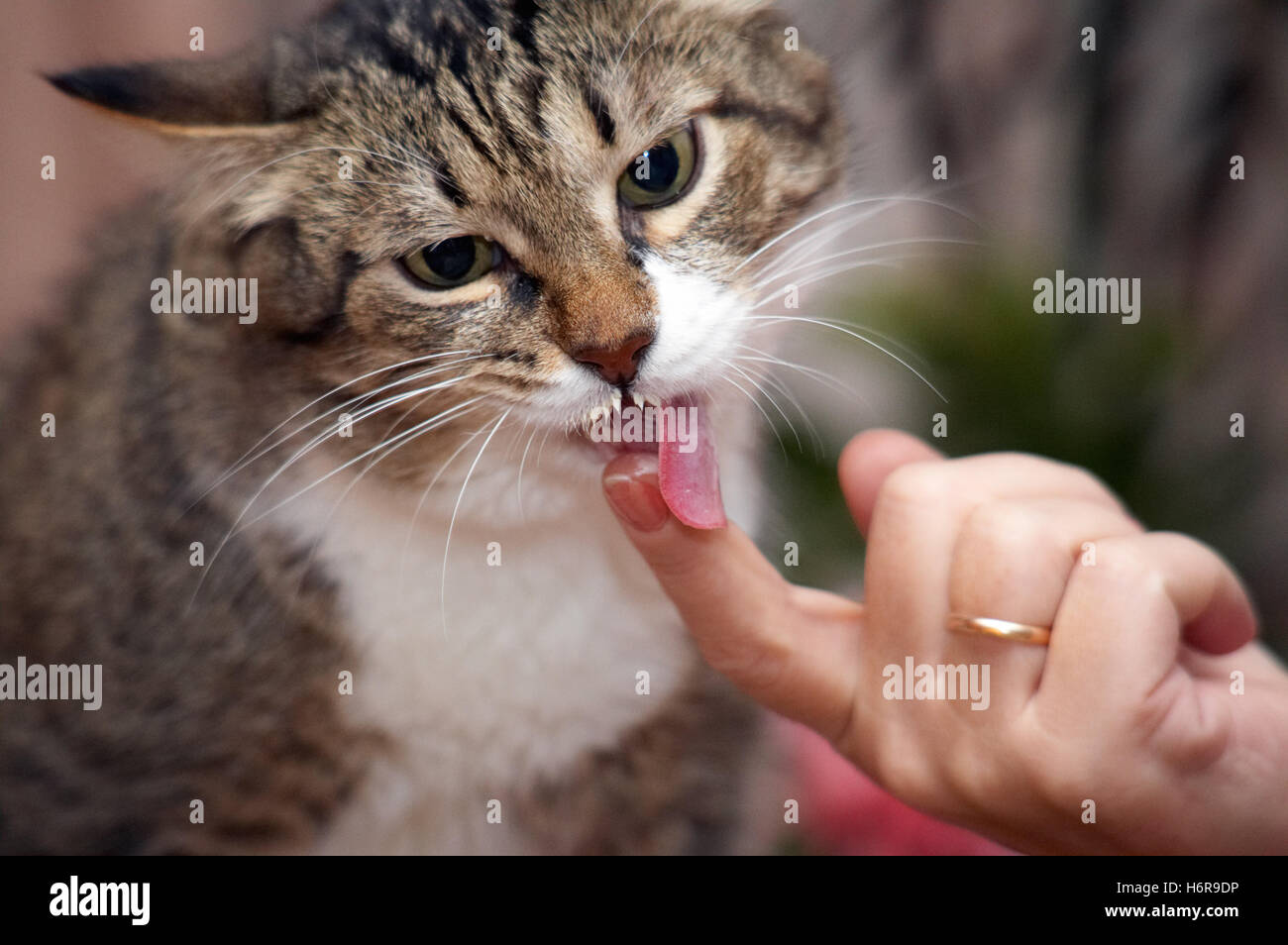 single animal pet animals portrait eye organ pets eyes fur cats ears ...