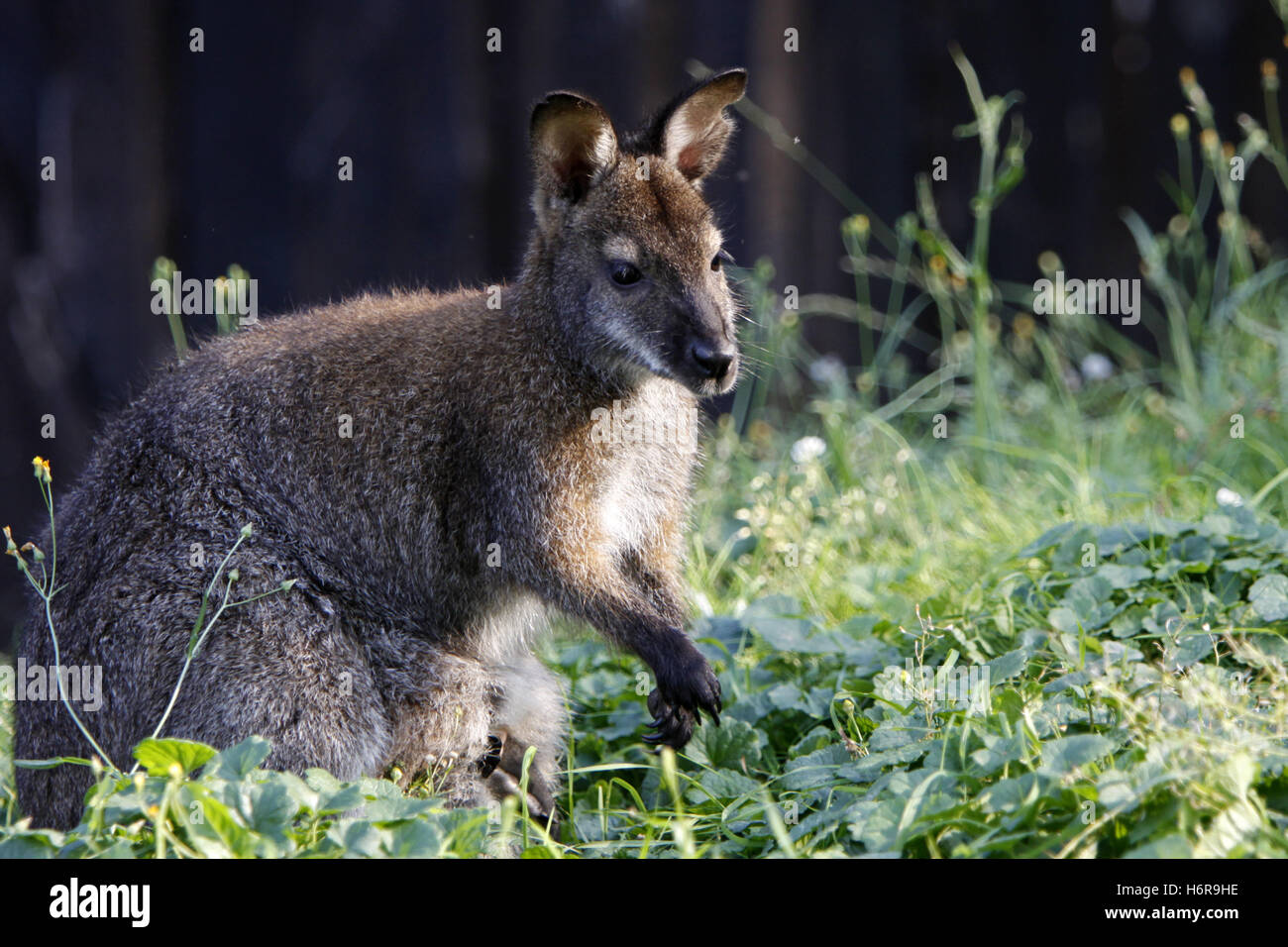 Bennettkanguru hi-res stock photography and images - Alamy
