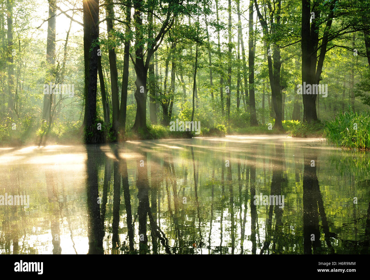 Marchenwald hi-res stock photography and images - Alamy