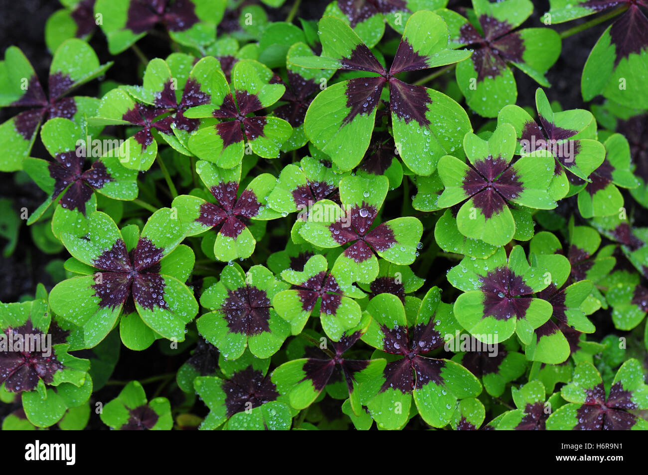 Lucky nature hi-res stock photography and images - Alamy