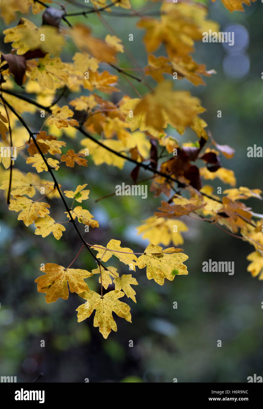 Field Maple (Acer campestre) in autumn, Ufton Fields Nature Reserve ...