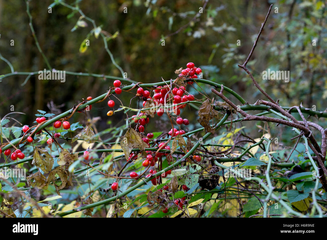 White bryony, bryonia dioica hi-res stock photography and images - Alamy