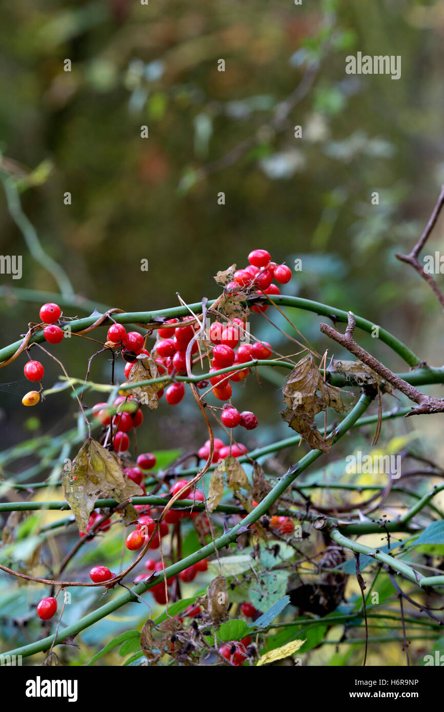 White Bryony (Bryonia dioica) berries in autumn, Ufton Fields Nature ...