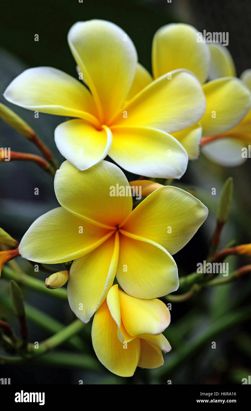 Flor de cebo hi-res stock photography and images - Alamy