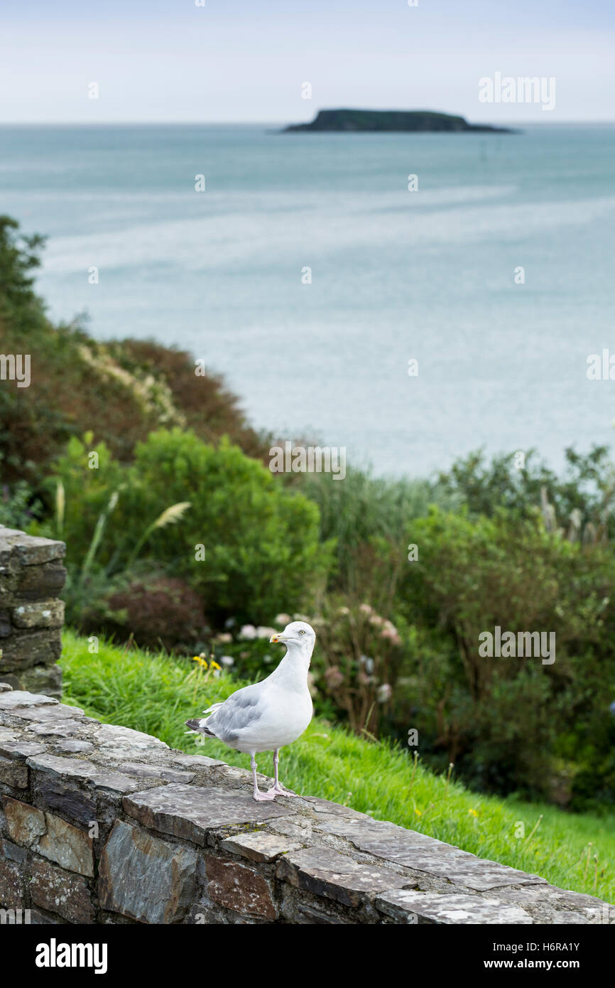 Seagull on a wall in Glandore harbour, County Cork Ireland Stock Photo ...