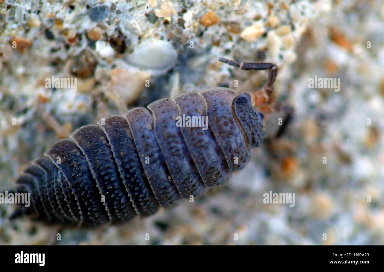 Isopod hi-res stock photography and images - Alamy