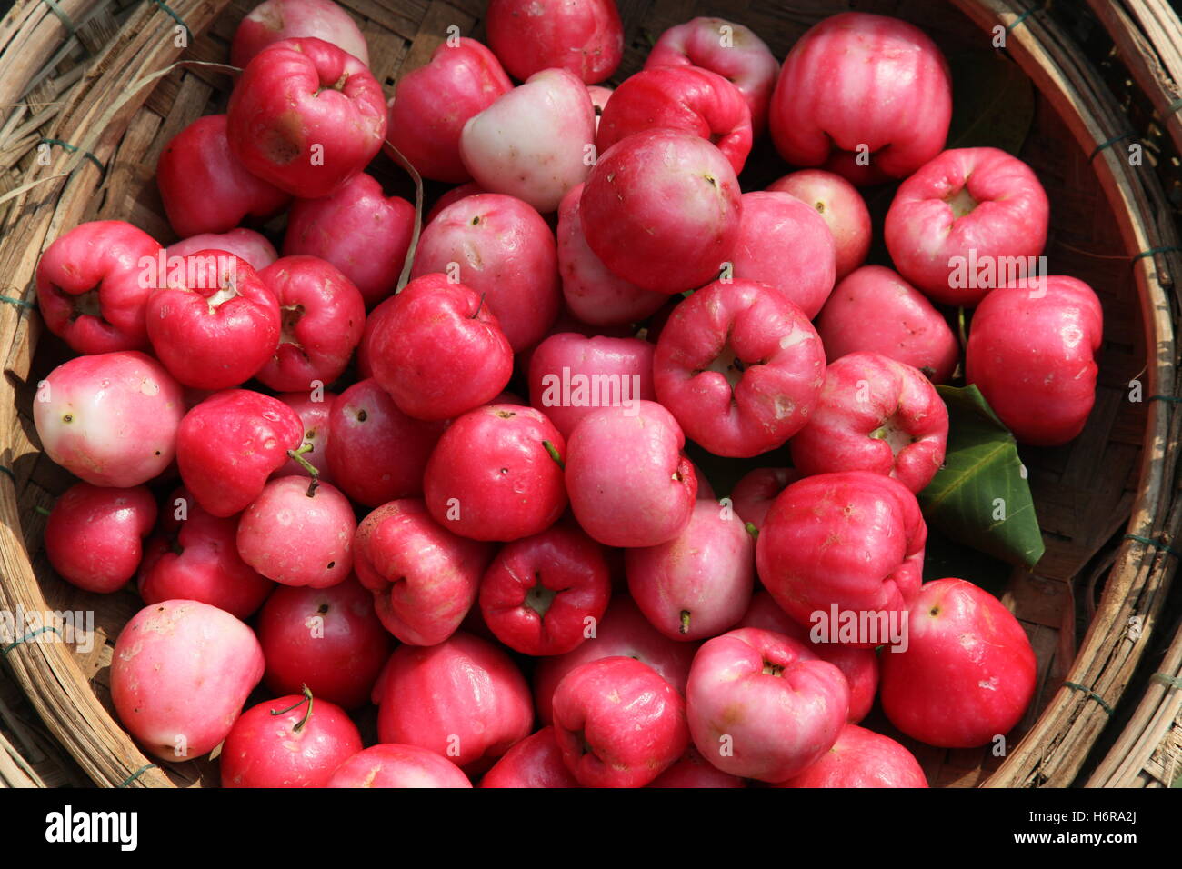 Eugenia javanica hi-res stock photography and images - Alamy