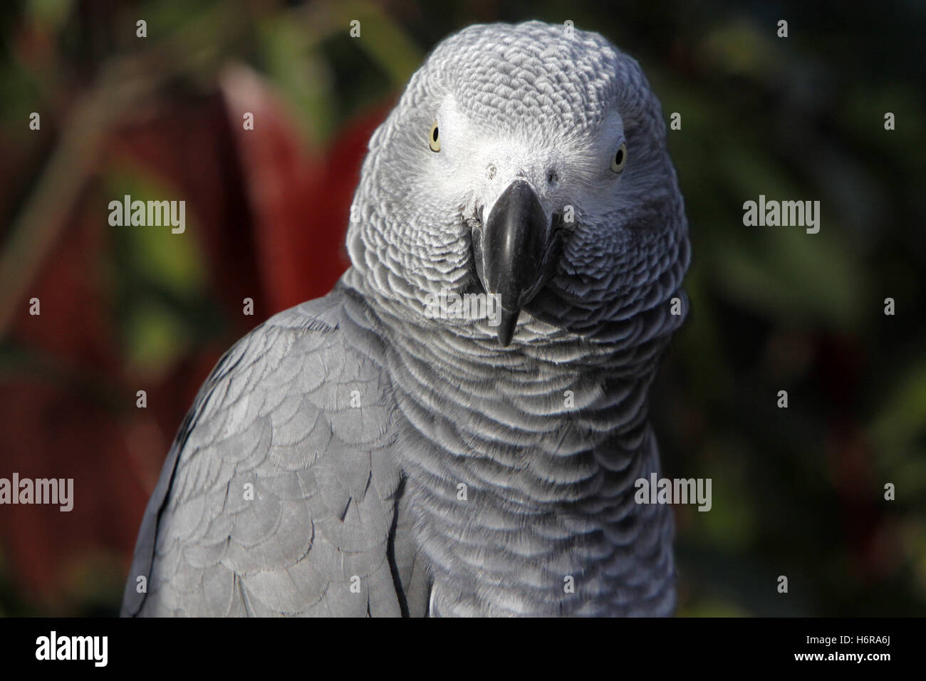 Vogelportrat hi-res stock photography and images - Alamy