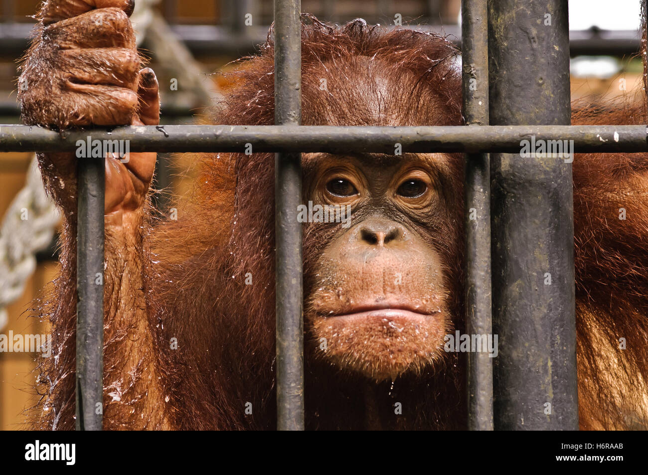 Sad monkey hi-res stock photography and images - Alamy