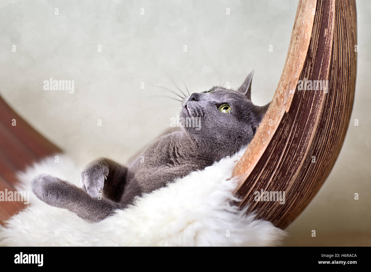 Katzenbild hi-res stock photography and images - Alamy