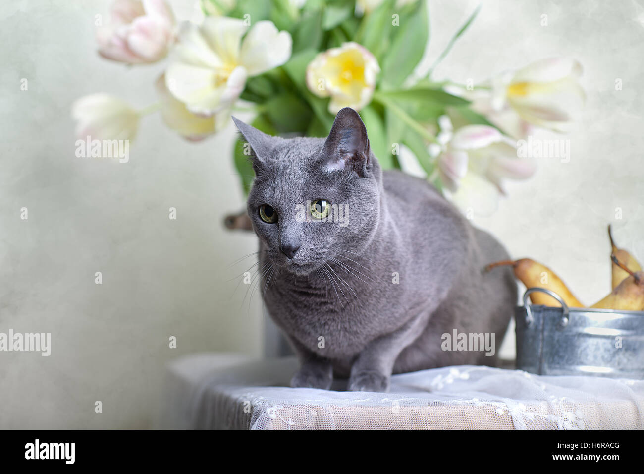Katzenbild hi-res stock photography and images - Alamy