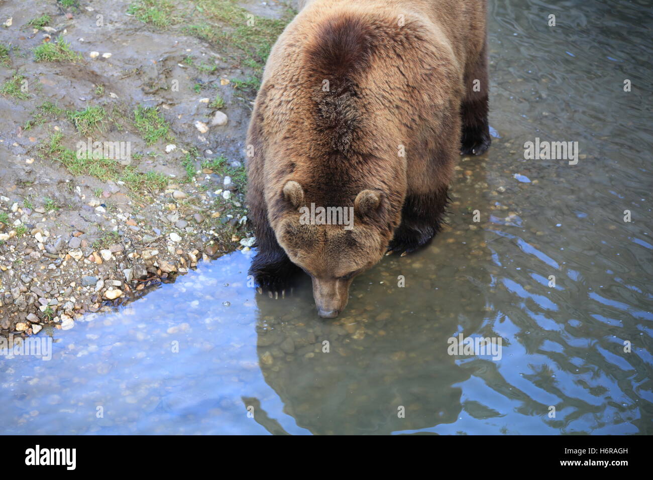 Skin of mammals hi-res stock photography and images - Alamy