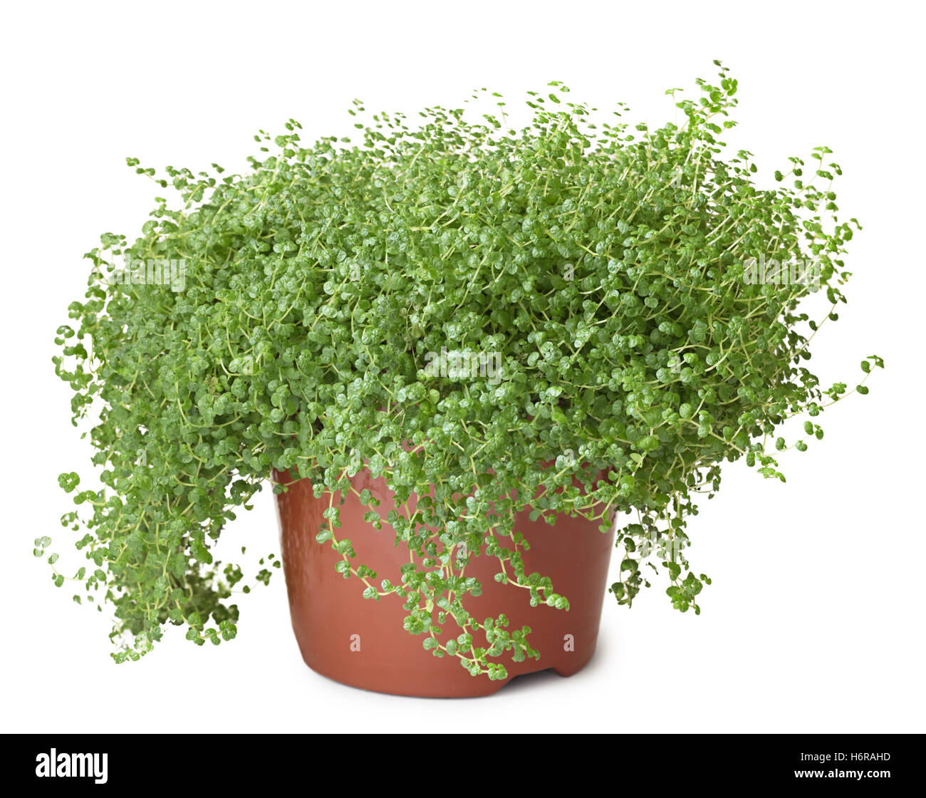 Close up plants growing Cut Out Stock Images & Pictures - Alamy