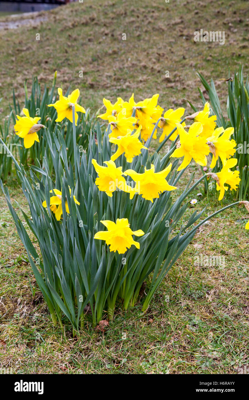 Colourful daffodils flowering hi-res stock photography and images - Alamy