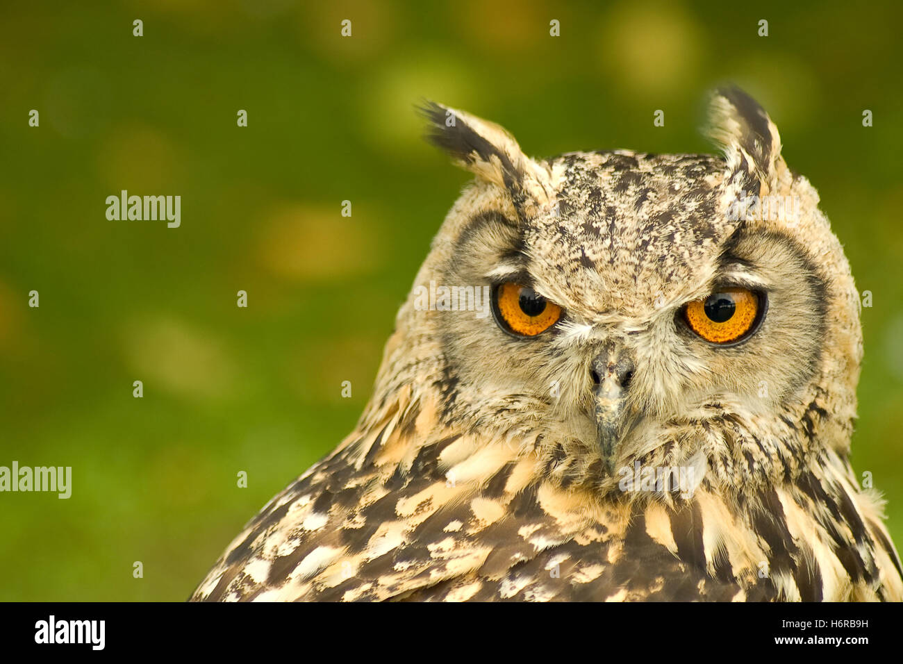 Bengal birds hi-res stock photography and images - Alamy