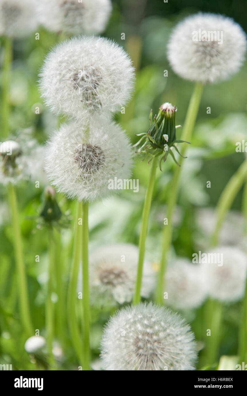 Plants with fluff hi-res stock photography and images - Alamy