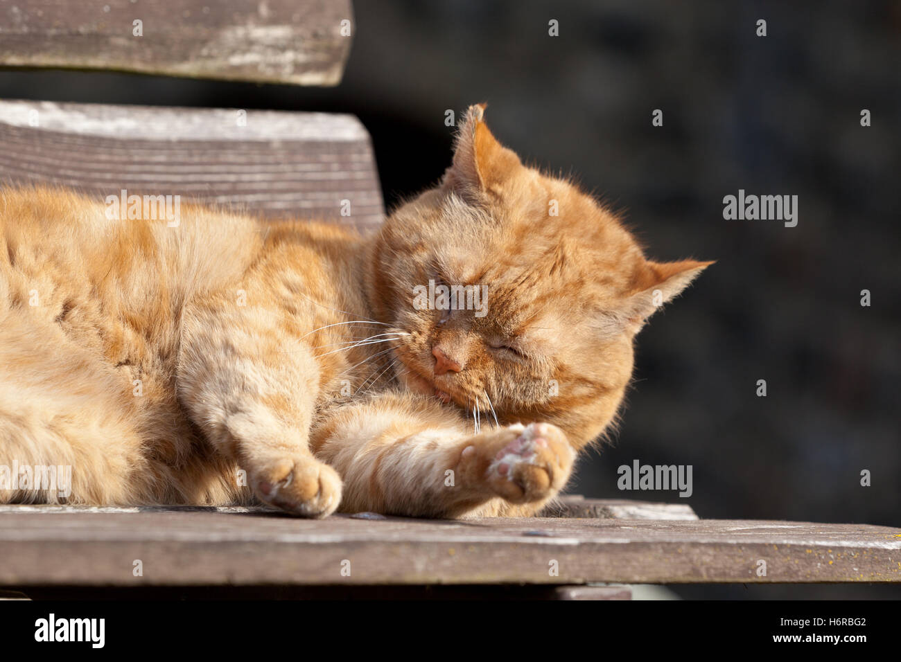 Garfield the cat hi-res stock photography and images - Alamy