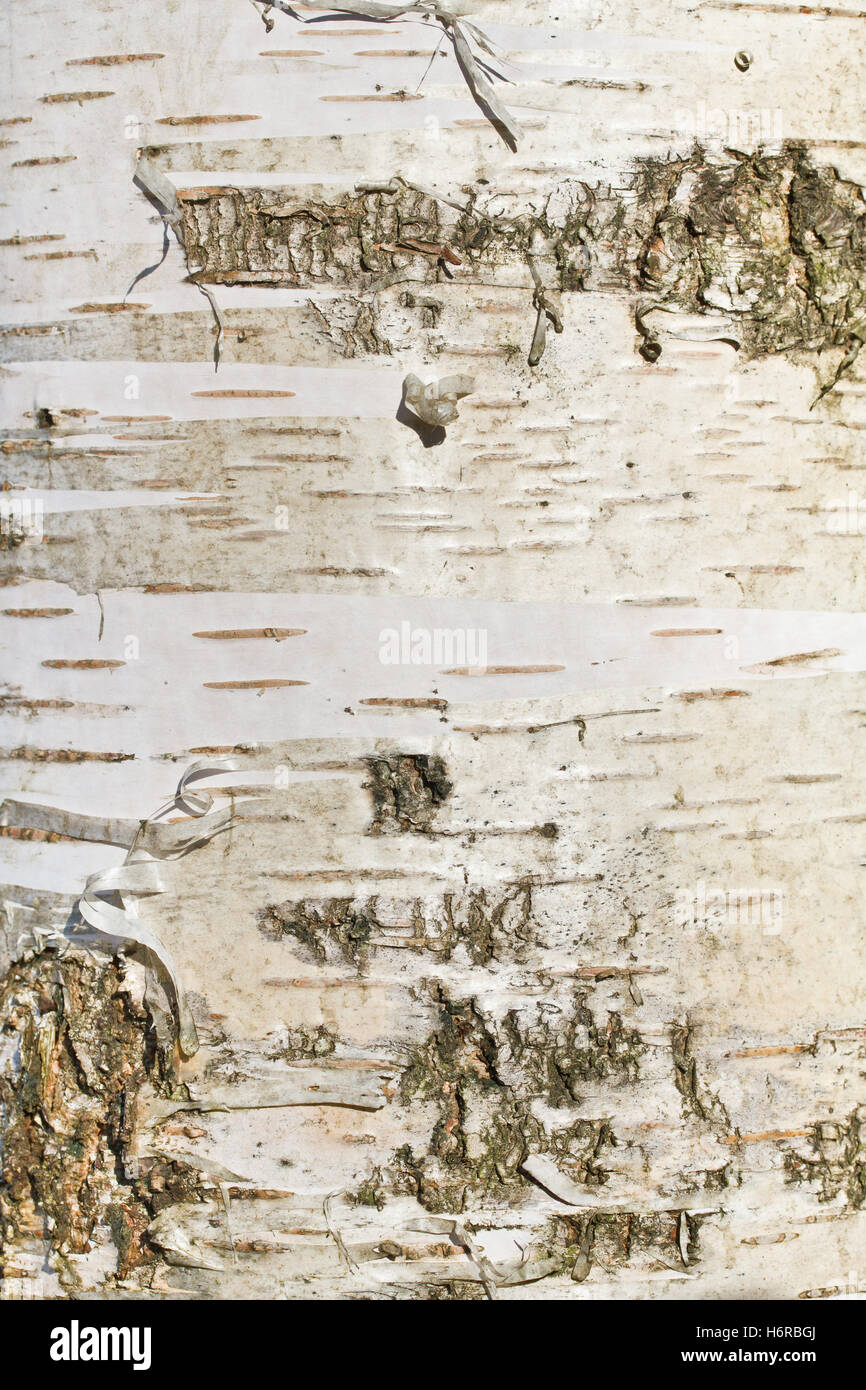 Birken hi-res stock photography and images - Alamy