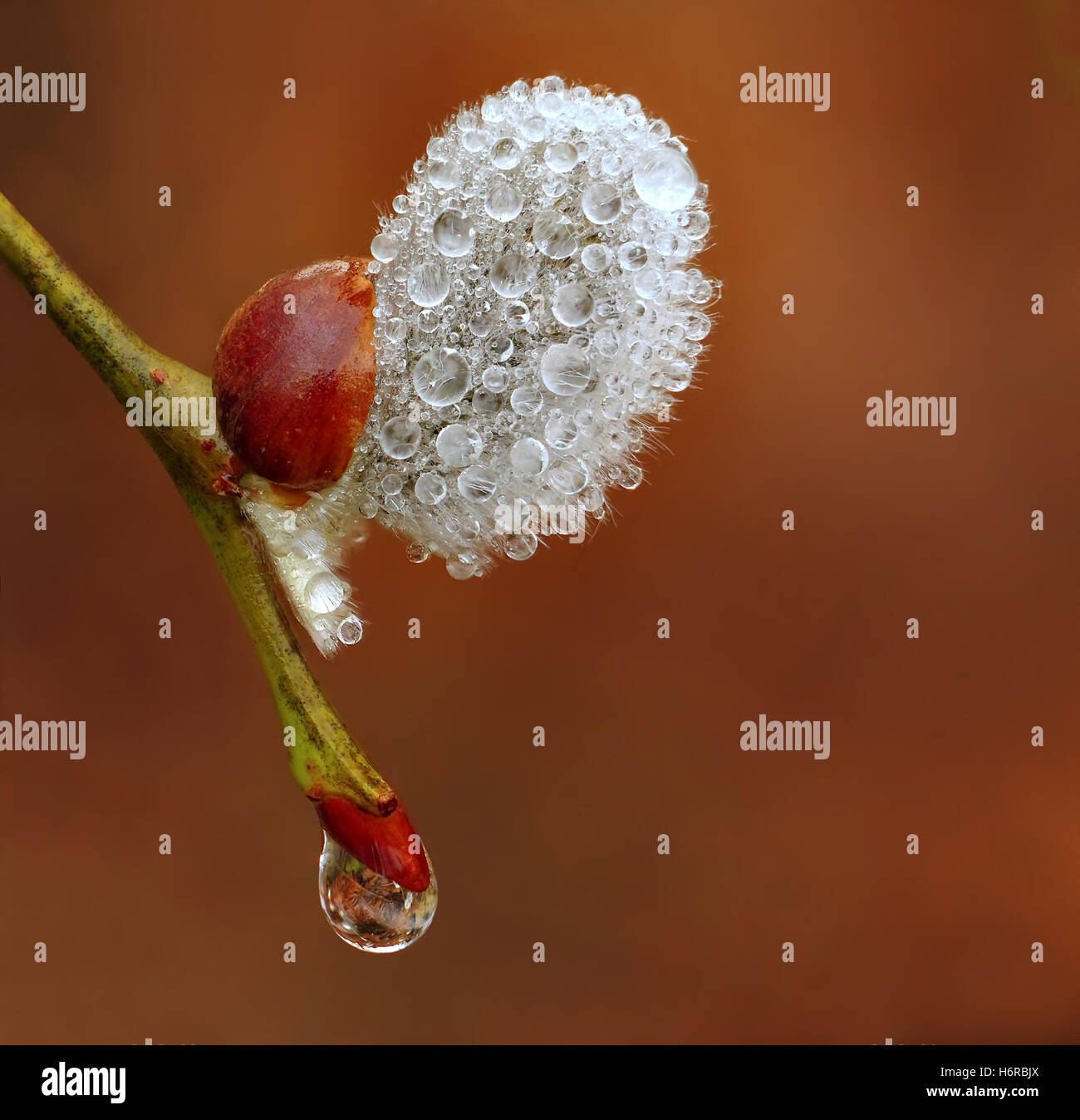 bloom blossom flourish flourishing spring willow catkin plant drop drip ...