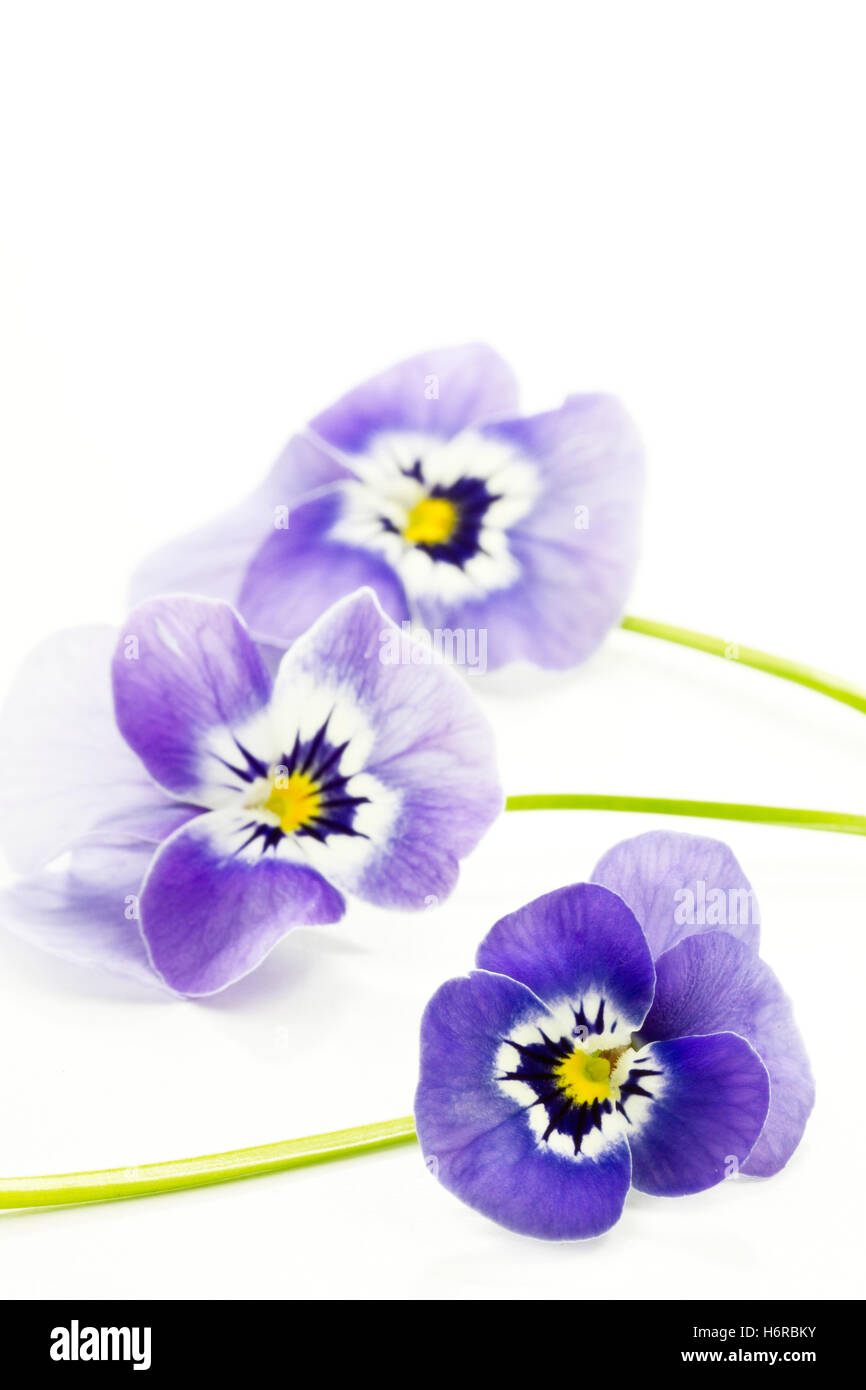 Blue plants Cut Out Stock Images & Pictures - Alamy