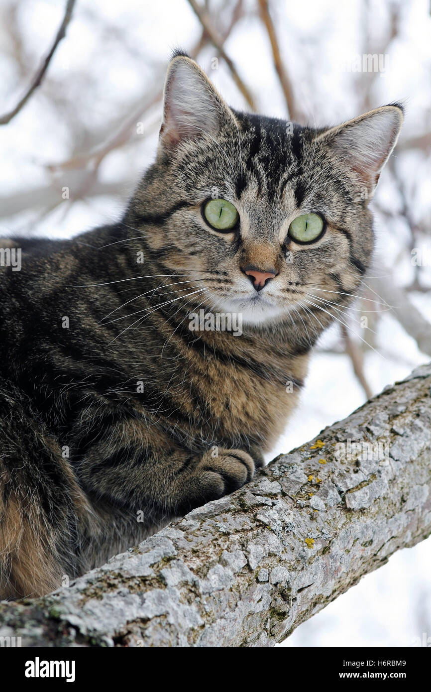cat on a tree Stock Photo - Alamy