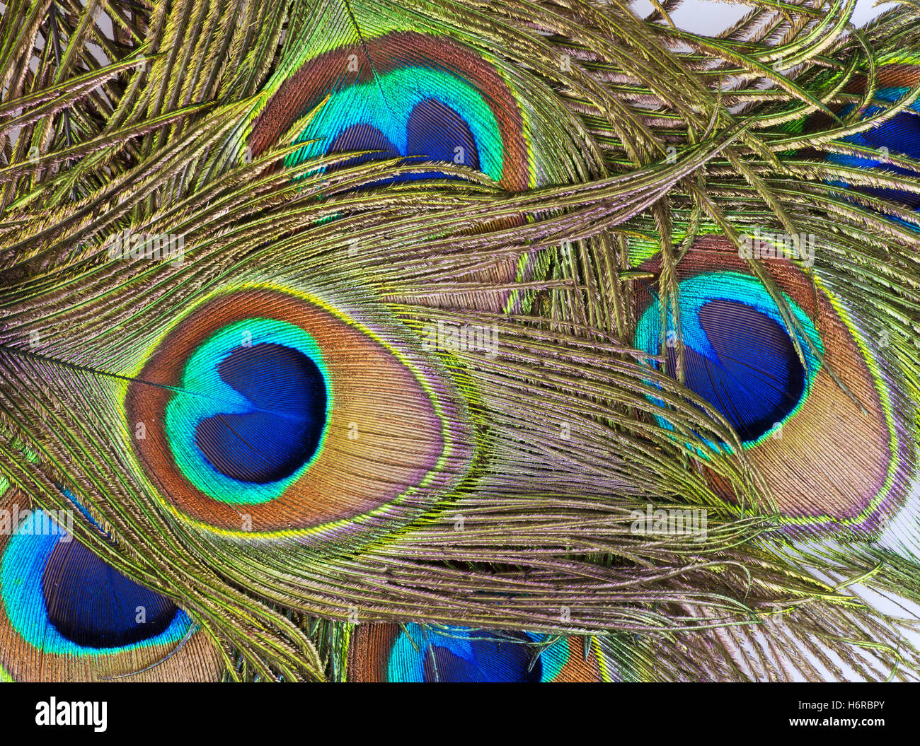 Birds eye pattern hi-res stock photography and images - Alamy