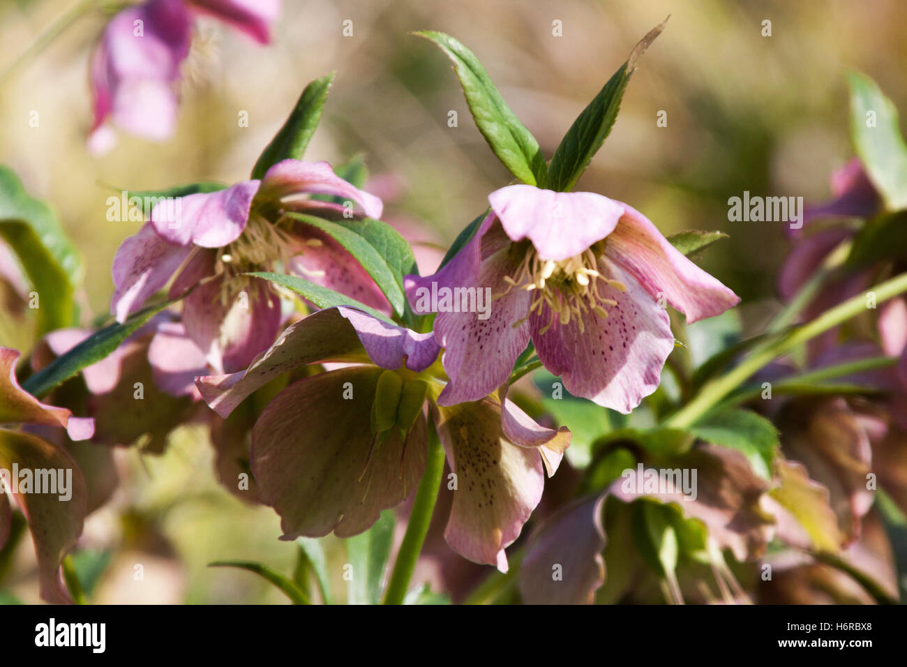 Hellebore niger hi-res stock photography and images - Alamy