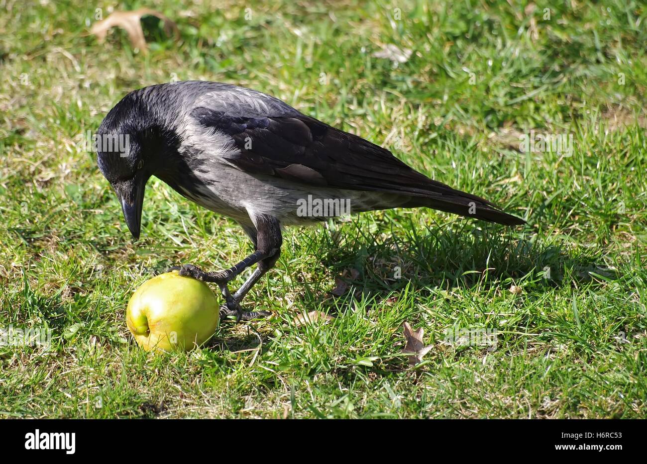 crow munching an apple Stock Photo - Alamy