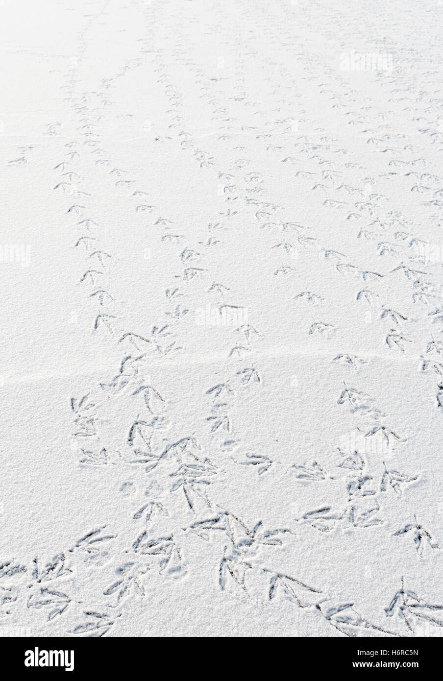 Snow bird tracks hi-res stock photography and images - Alamy