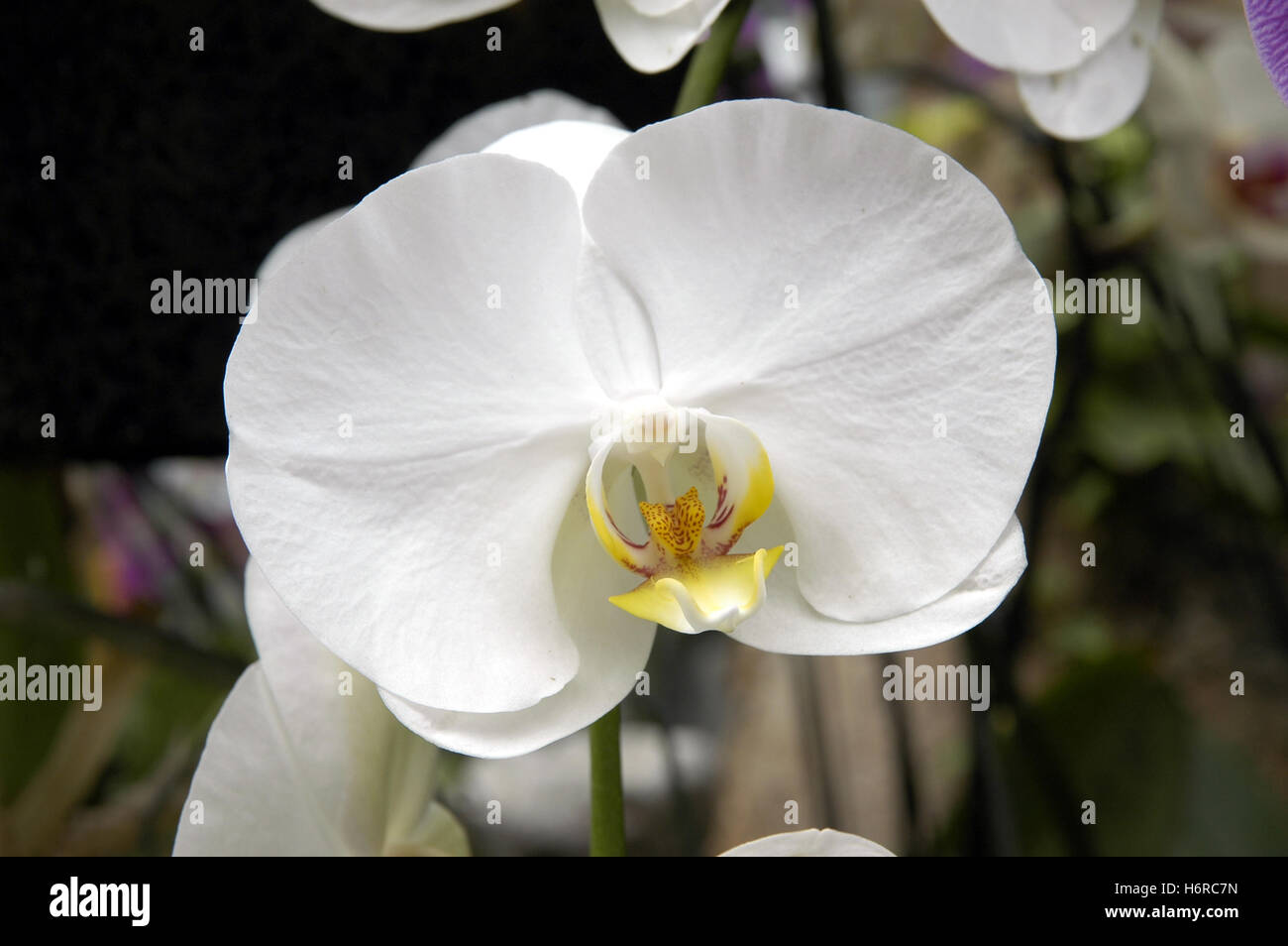 Fade plants hi-res stock photography and images - Alamy