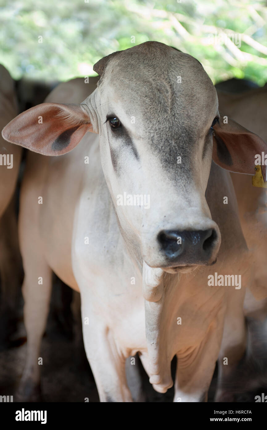 Useful mammal hi-res stock photography and images - Alamy