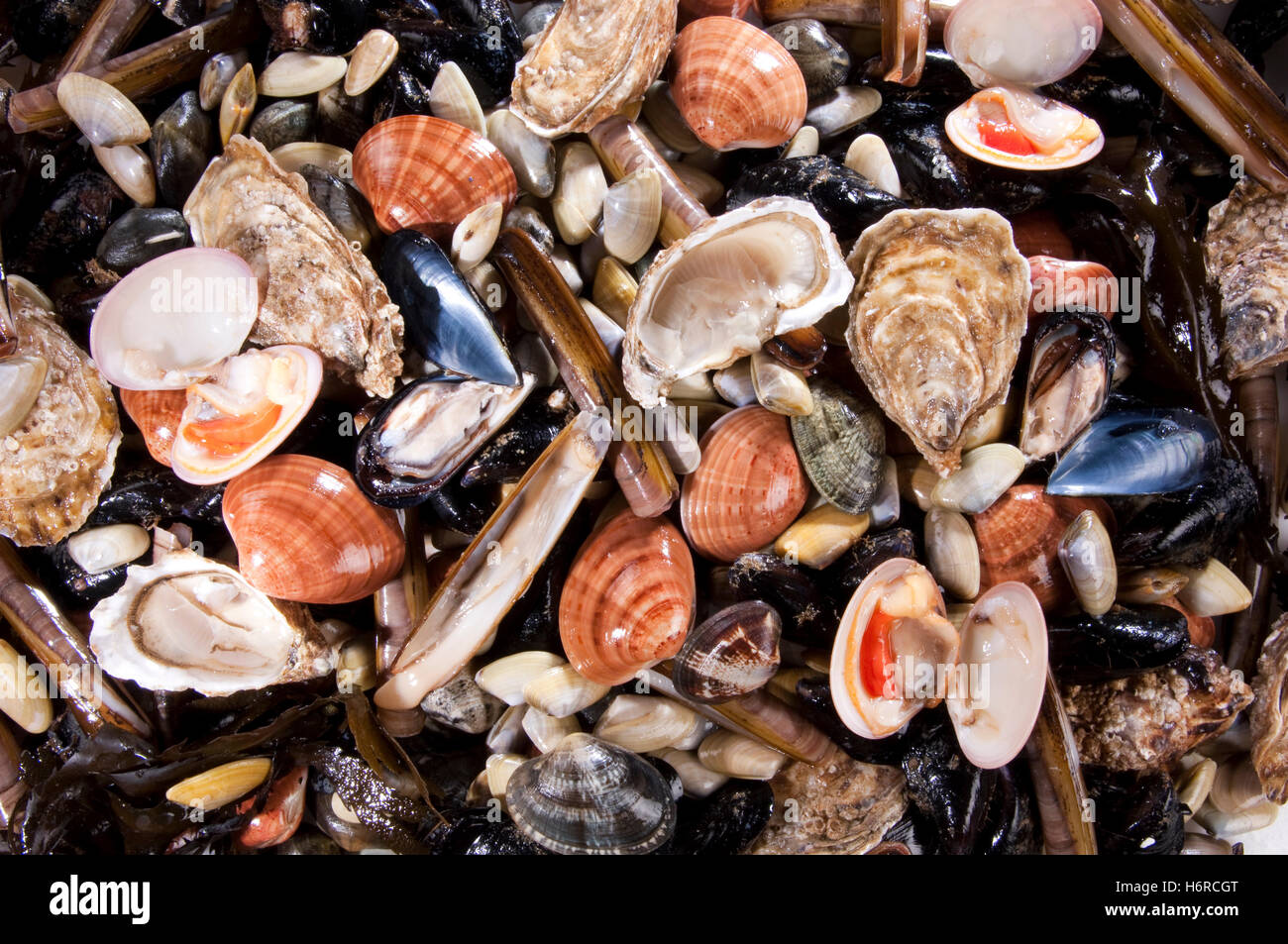 Skin of a fish with scales hi-res stock photography and images - Alamy