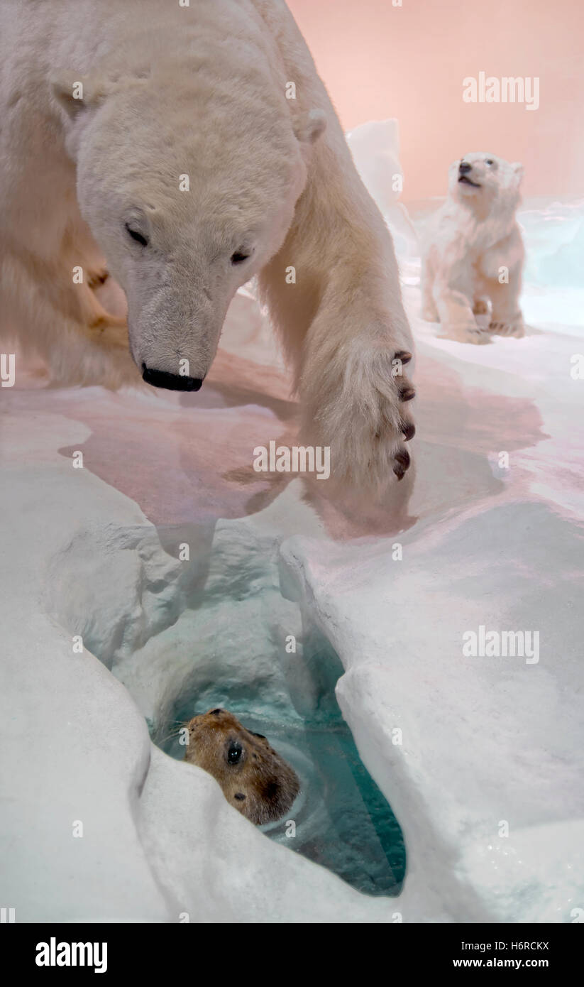 Canadian seal hunt hi-res stock photography and images - Alamy