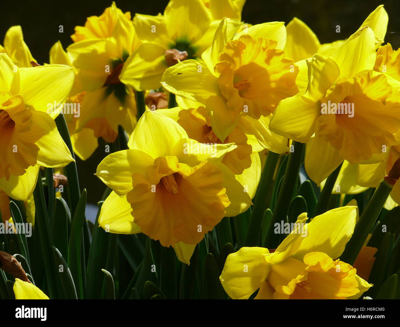 Plant party hi-res stock photography and images - Alamy
