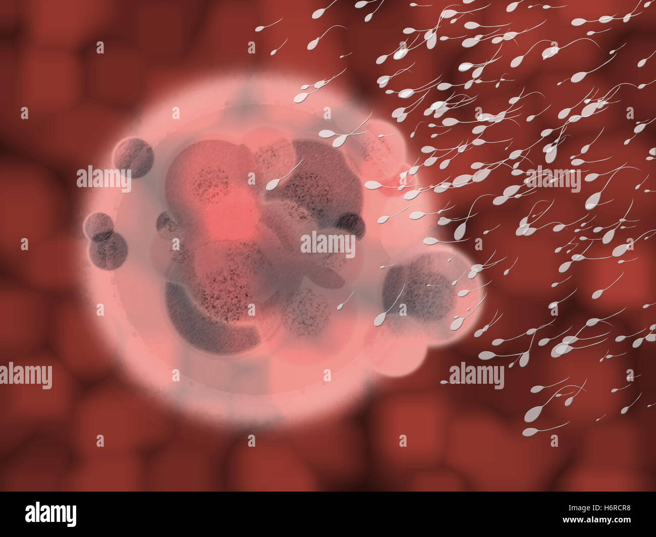 Human sperm cells hi-res stock photography and images - Alamy