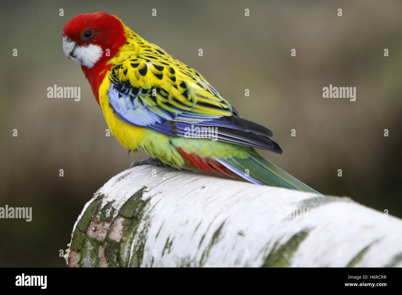 Rosella bird hi-res stock photography and images - Alamy