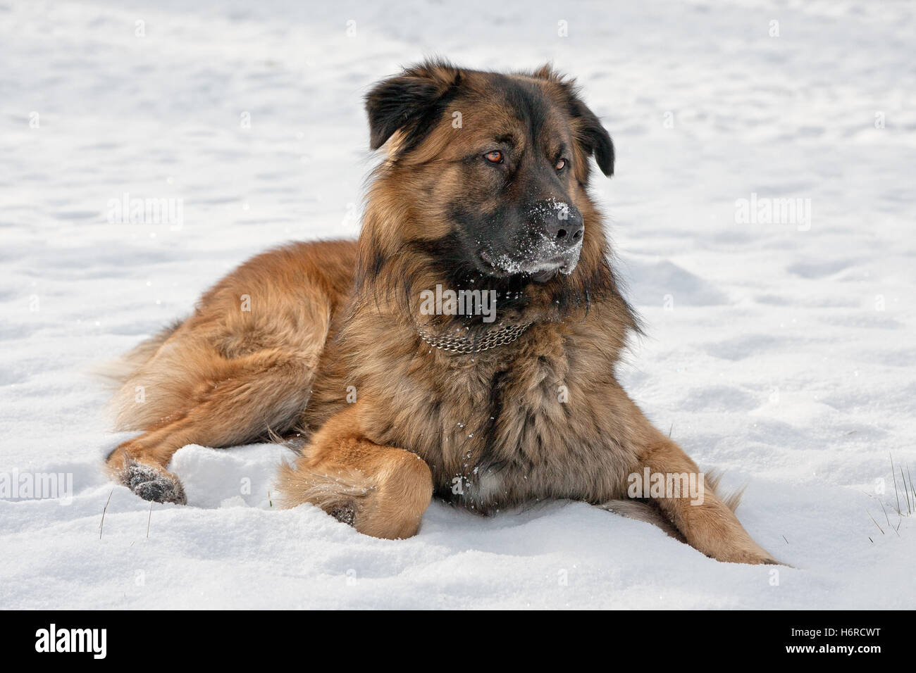 Leonberger Cross German Shepherd